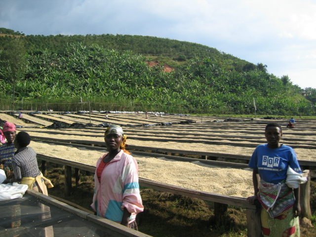 Rwandan coffee - Lake Kivu COOPAC | Driftaway Coffee