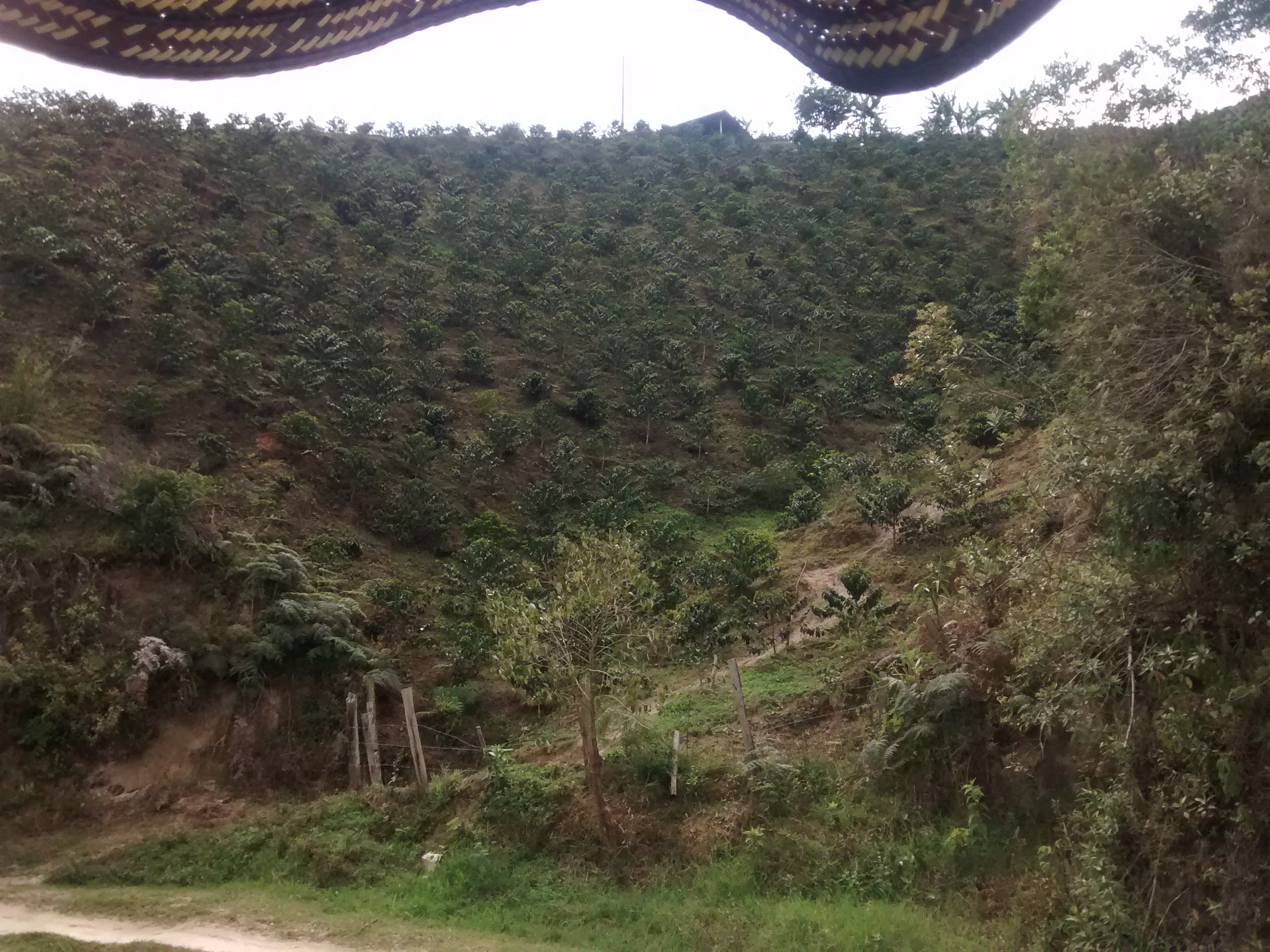 Colombian Coffee from Tolima - Driftaway Coffee