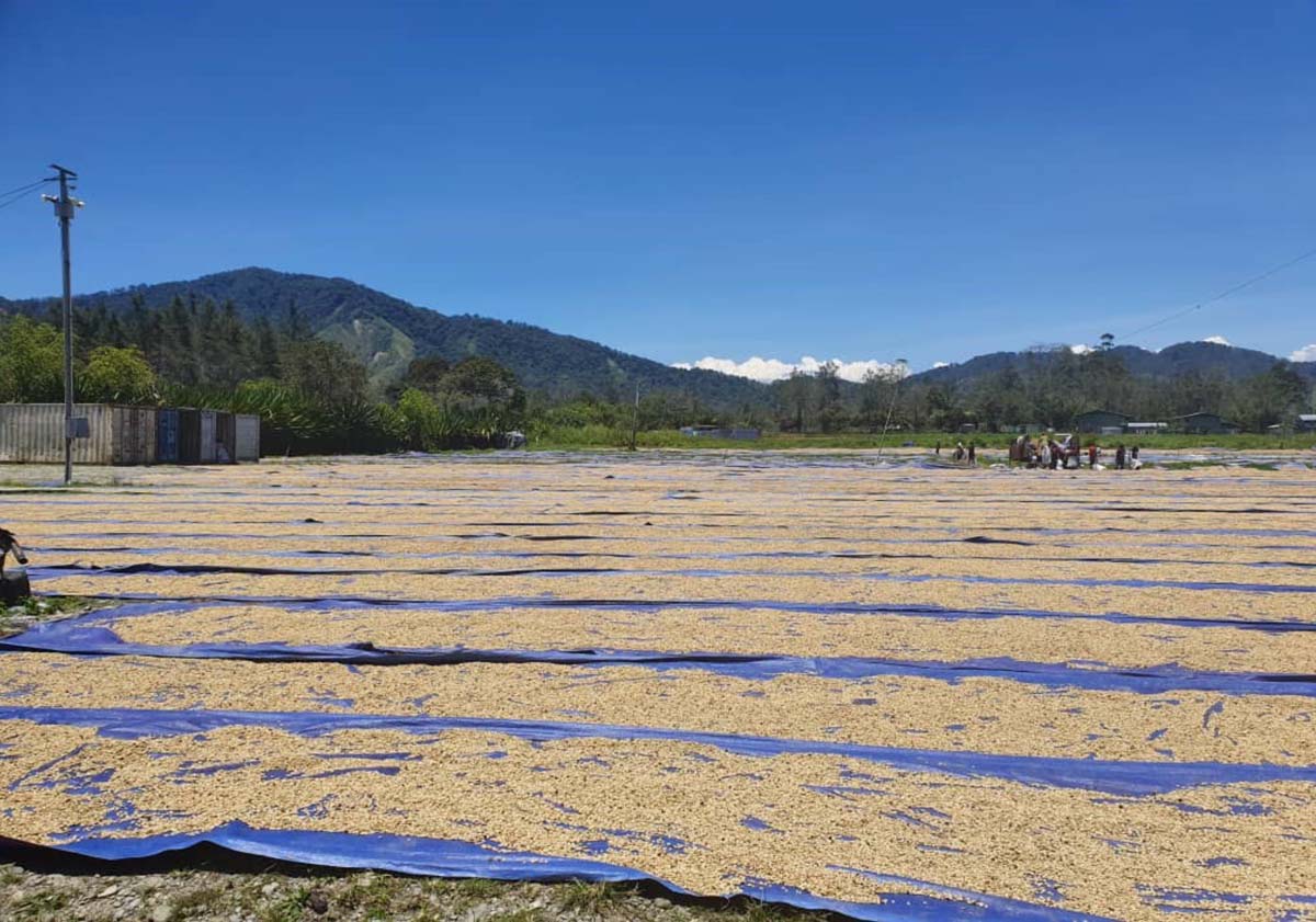 PHR | PNG Mt. Hagen Roteps Washing Station - Driftaway Coffee