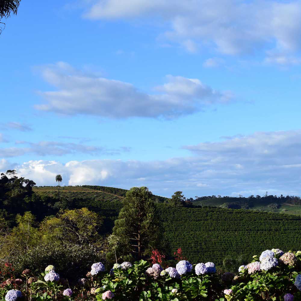 BMA | Brazil Monte Alto - Driftaway Coffee