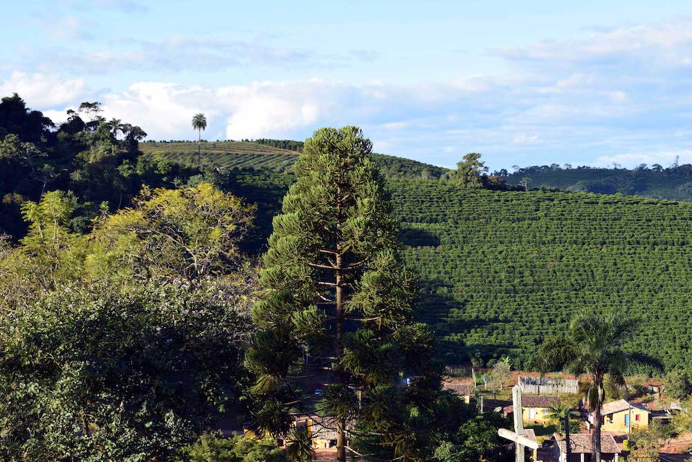 BMA | Brazil Monte Alto - Driftaway Coffee