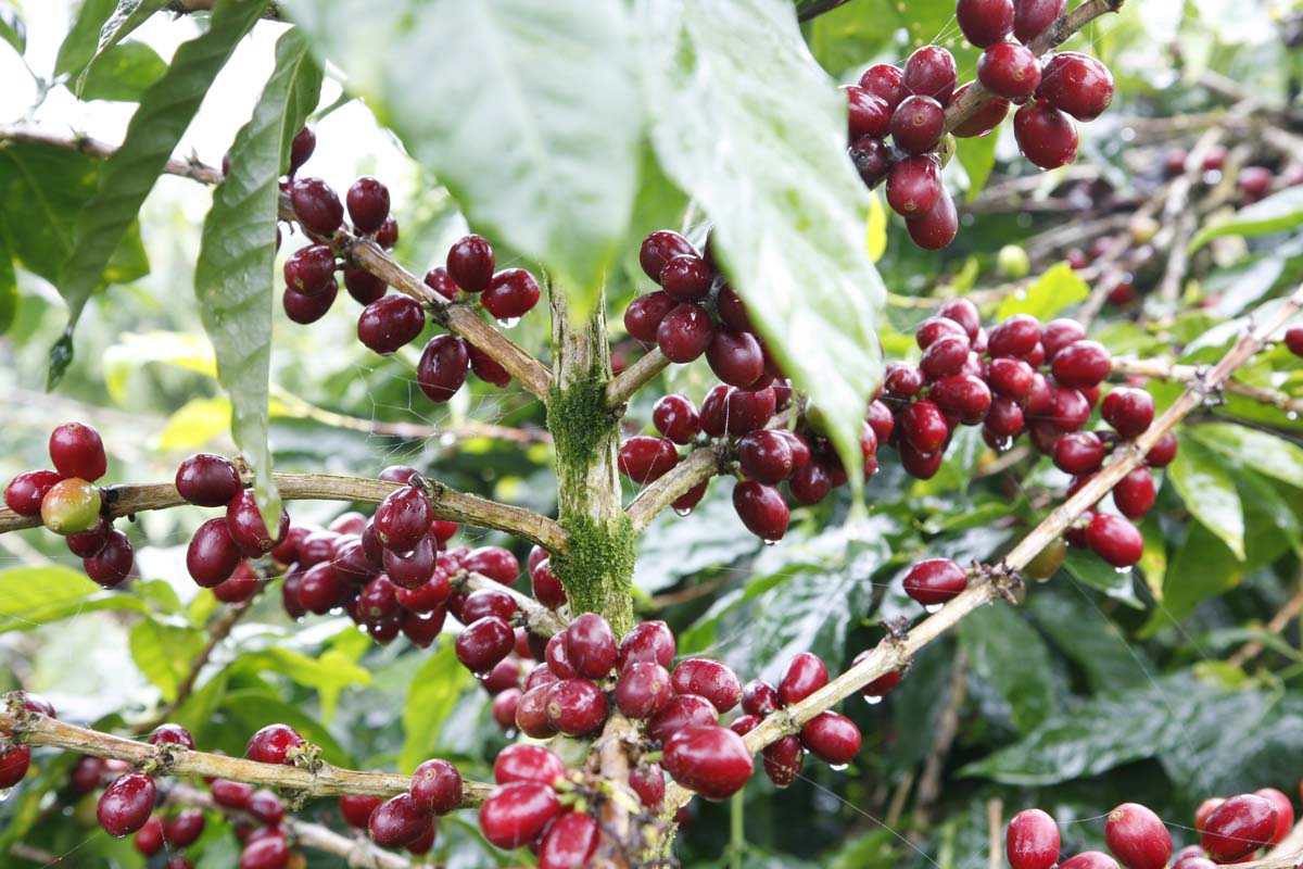 Driftaway Limited x Luis Alberto Baladerez: Honey Process - Driftaway ...