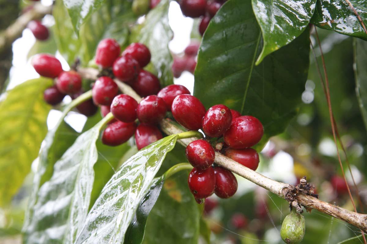 Driftaway Limited x Luis Alberto Baladerez: Honey Process - Driftaway ...