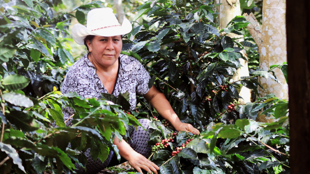 PRA | Peru San Ignacio Rio Amoju - Driftaway Coffee