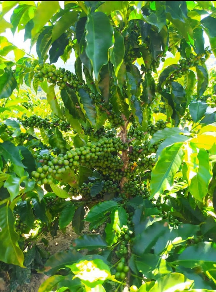 PCB | Colombia Agua de Dios, Brazil Ipe Amarelo and Ecuador Amaluza ...