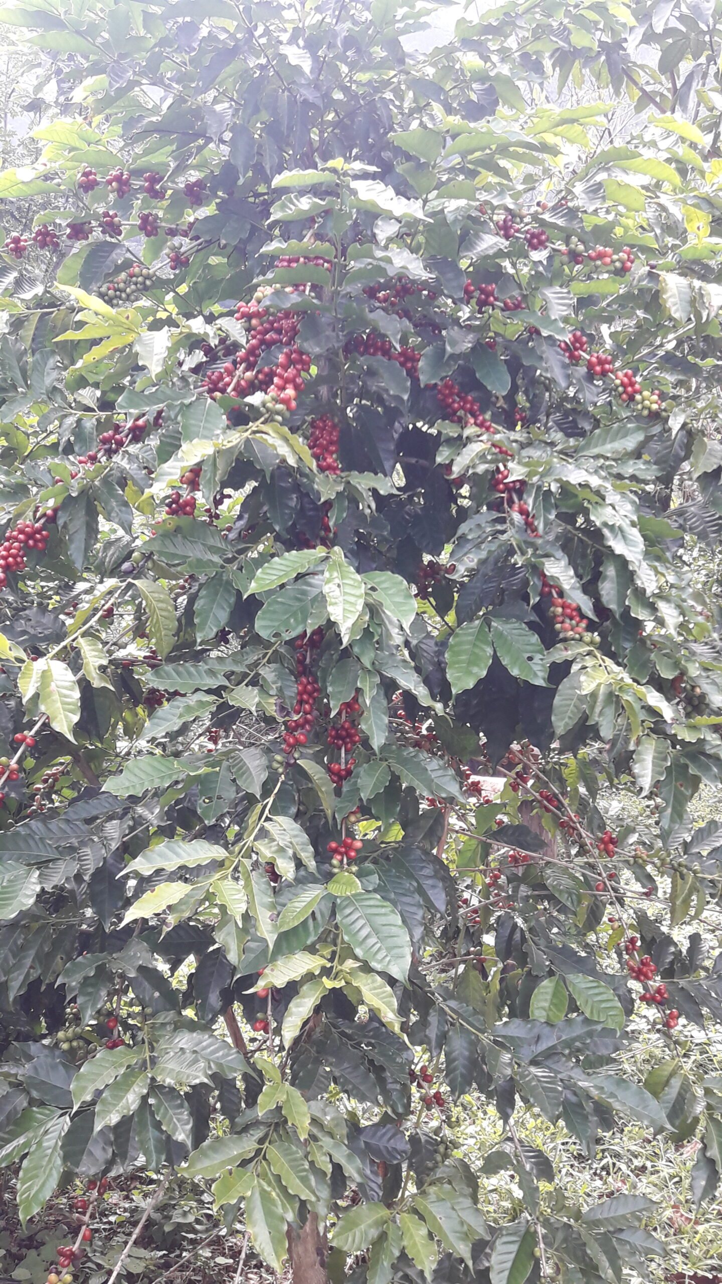 MMA | Mexico Oaxaca Monte Alban - Driftaway Coffee