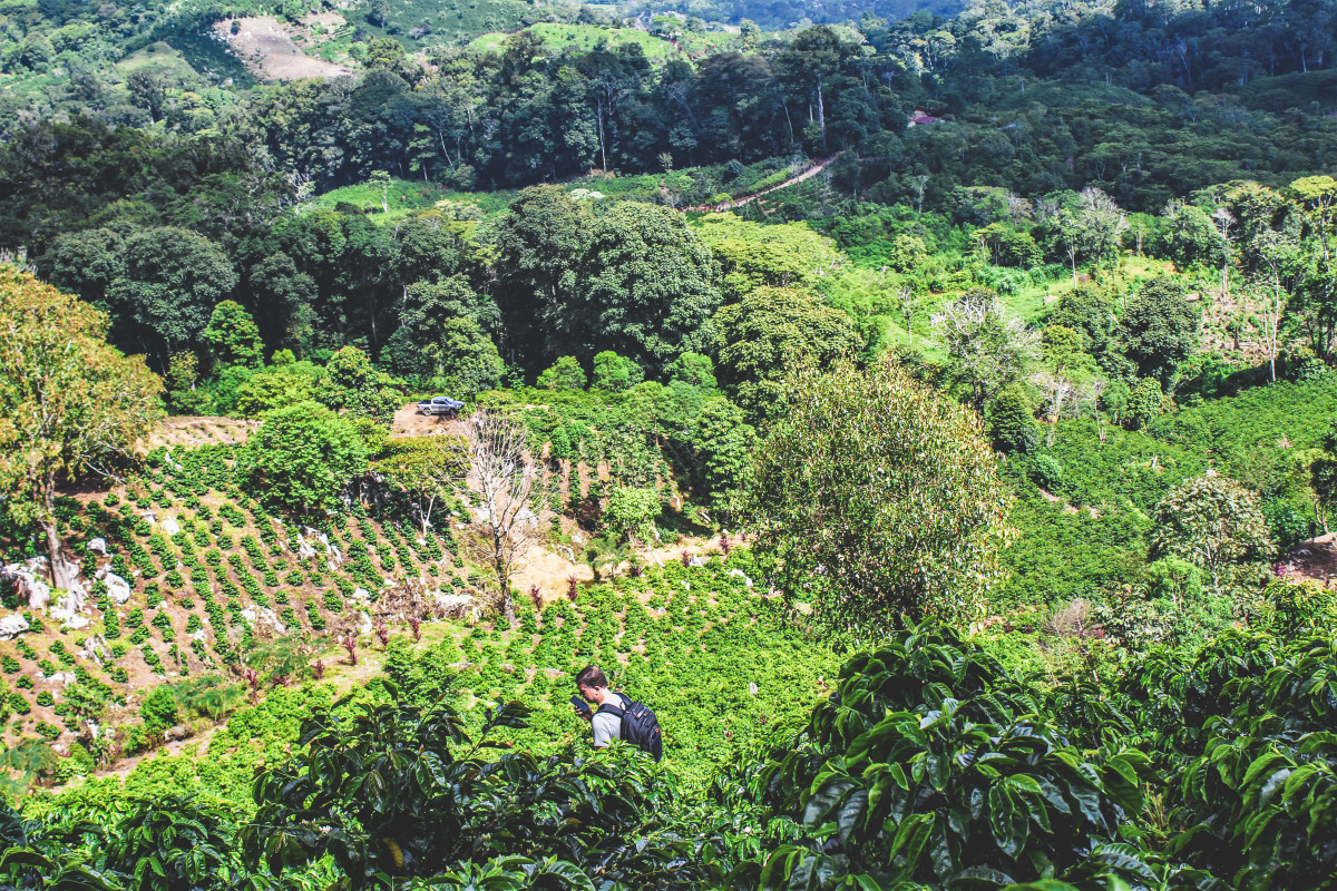 HVC | Honduras Santa Barbara San Vicente - Driftaway Coffee