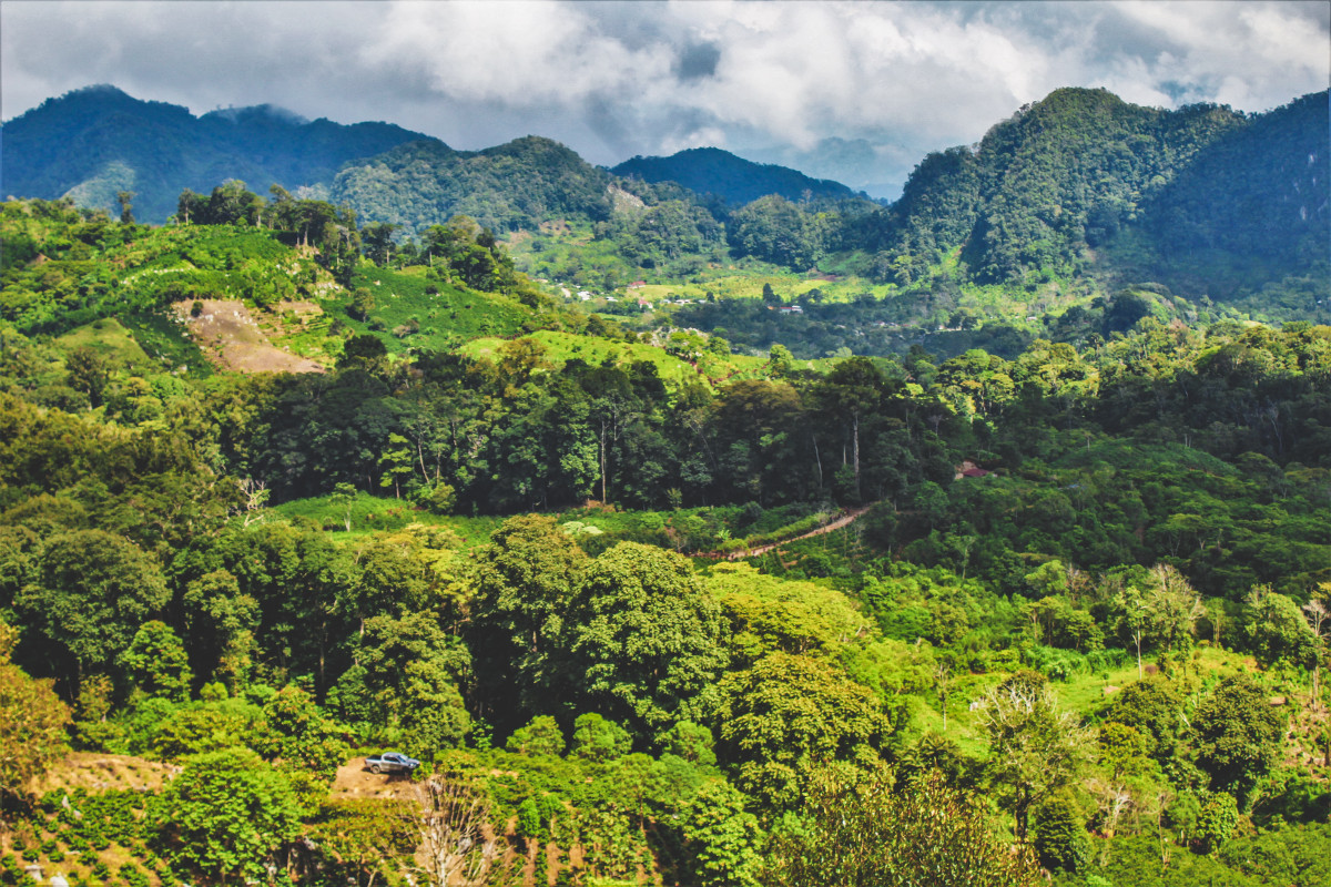 HVC | Honduras Santa Barbara San Vicente - Driftaway Coffee