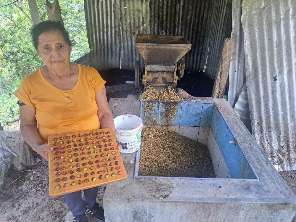 PDI | Peru Damas de San Ignacio - Driftaway Coffee