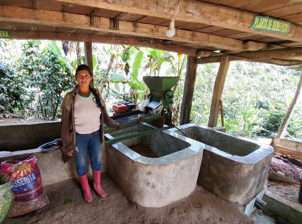 PDI | Peru Damas de San Ignacio - Driftaway Coffee