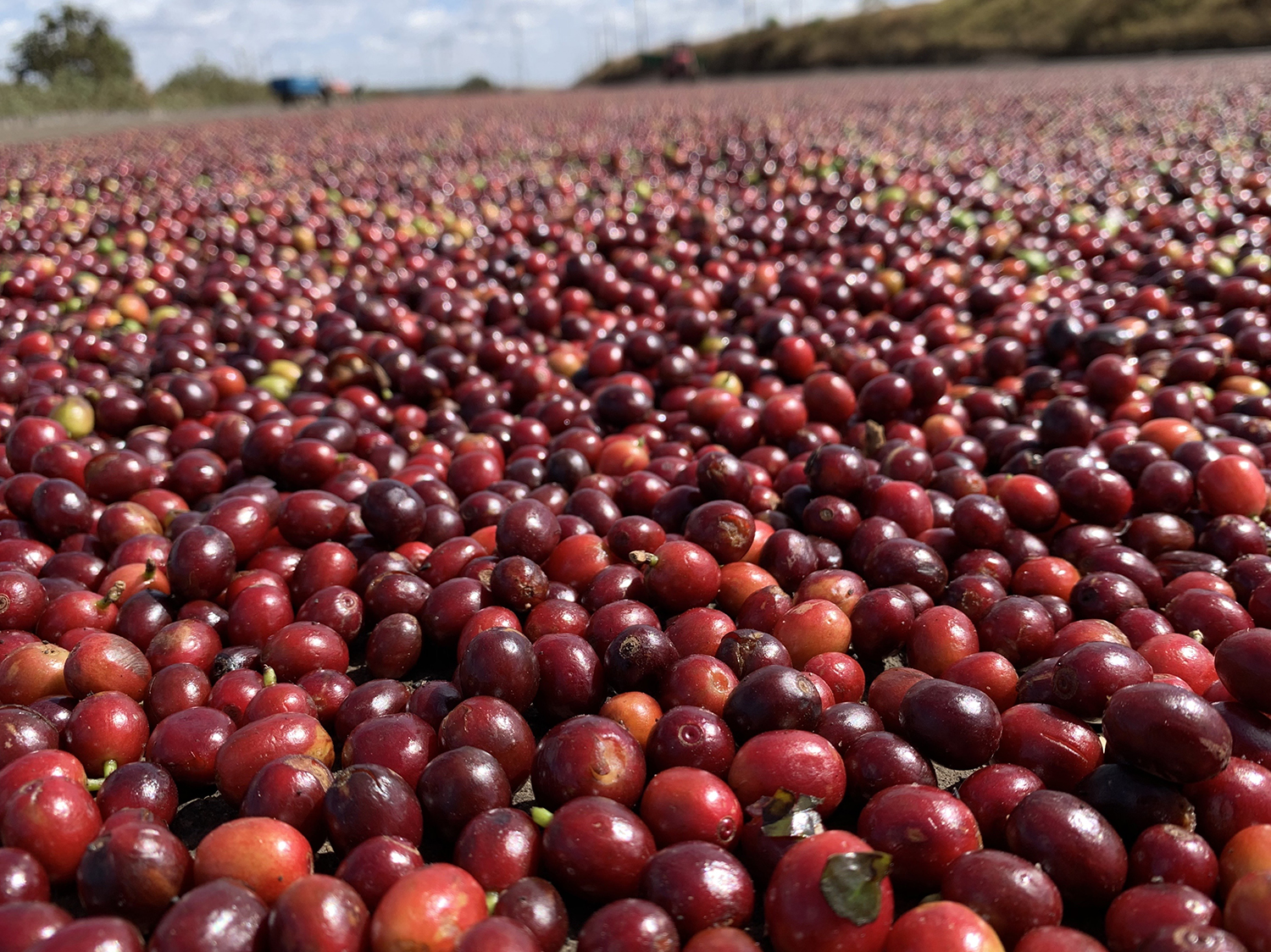 Brazil Yuki Minami - Driftaway Coffee