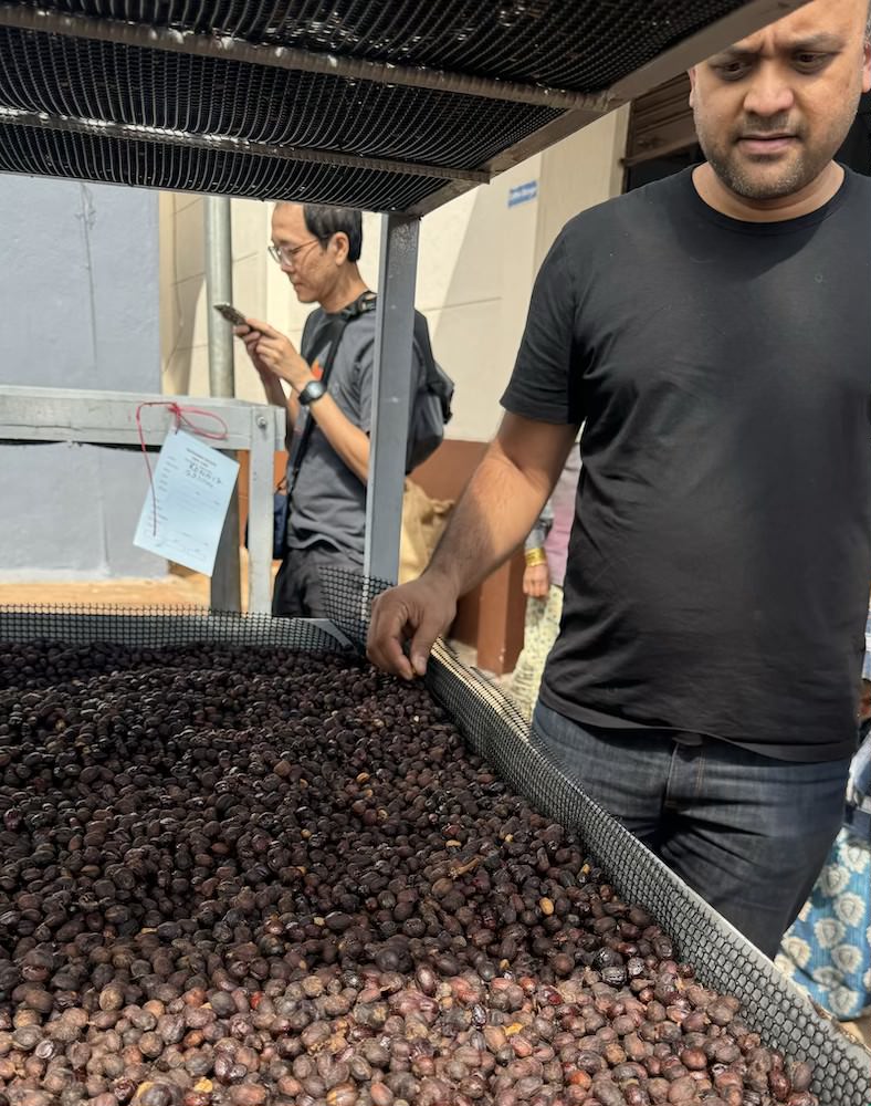 India Chikmagalur Ratnagiri - Driftaway Coffee