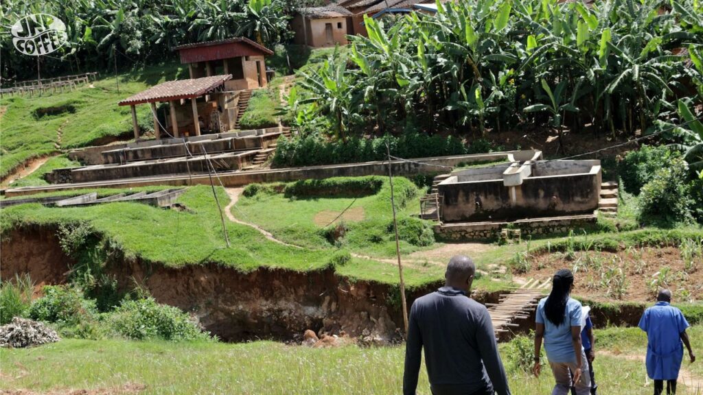 Burundi Kayanza Matongo - Driftaway Coffee