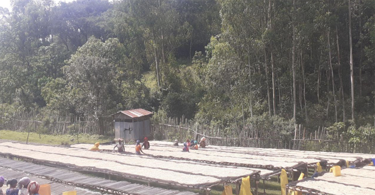 Ethiopia Metu - Driftaway Coffee